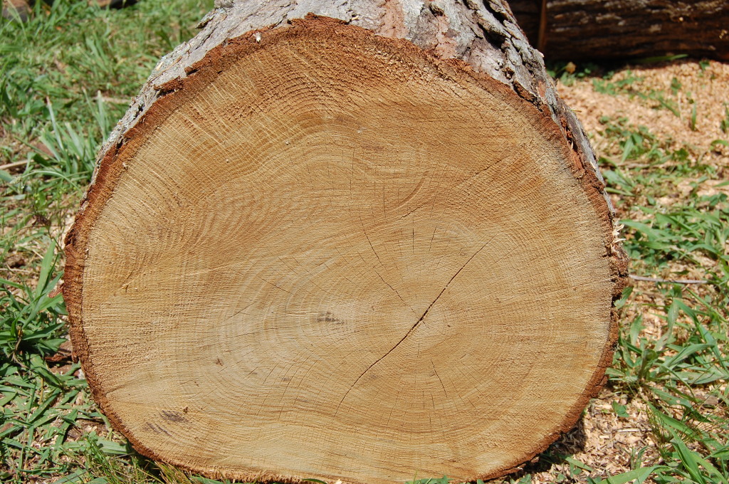 Charlotte Firewood- Cut White Oak - MARK'S FIREWOODMARK'S FIREWOOD
